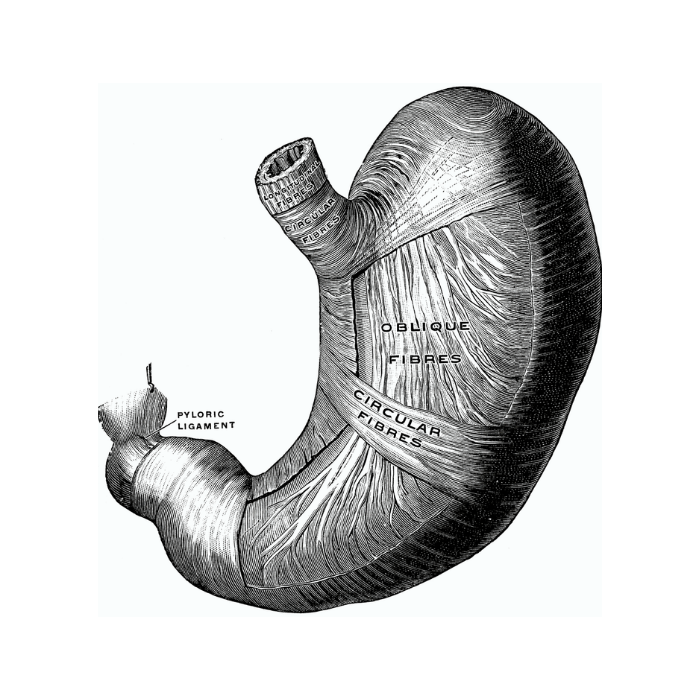 Differentiating Functional Heartburn From Other Reflux Disorders ...