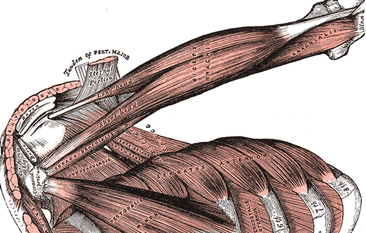 New Targets for Treating Tendon Breakdown? | Consultant360