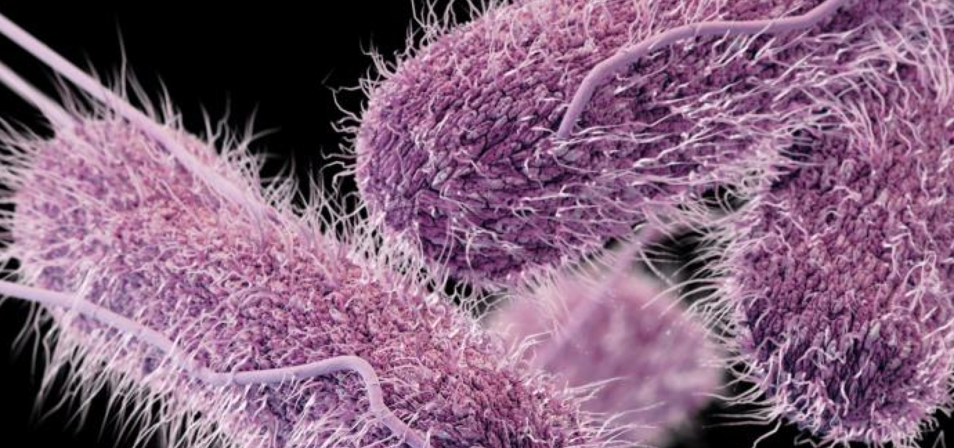 Q&As - Salmonella-Infection | Consultant360