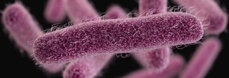 CDC Offers Recommendations for Treatment of Shigella Infection ...