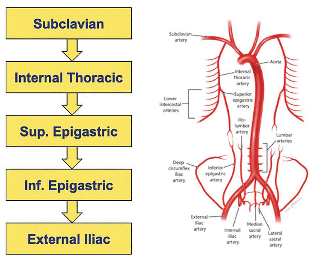 Inferior Epigastric Artery
